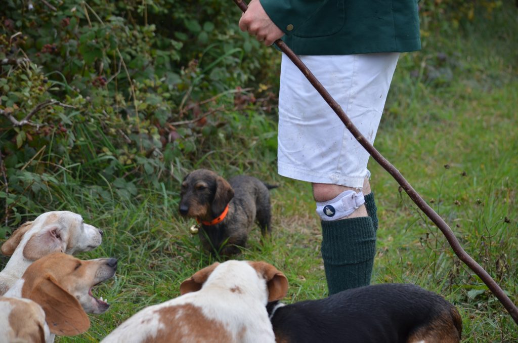 Beagling In Ireland – Long Netter